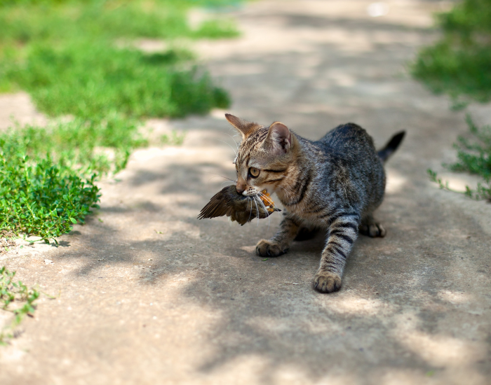 The Hidden Truth: How Cats Contribute to Bird Extinction