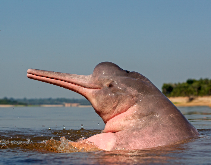 Amazon River Dolphins: 12 Fascinating Pink Facts — Wildlife Nomads