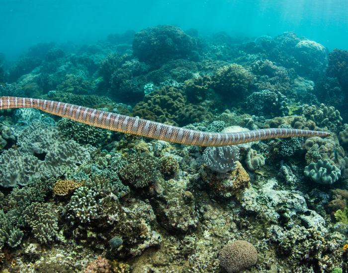 10 Surprising Facts About Sea Snakes — Wildlife Nomads