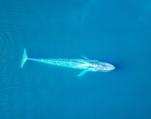 Top 12 Biggest Animals on Earth — Wildlife Nomads