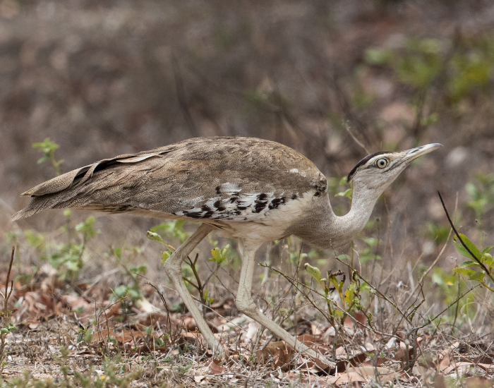 Native Birds of Australia: Iconic & Unique Species — Wildlife Nomads