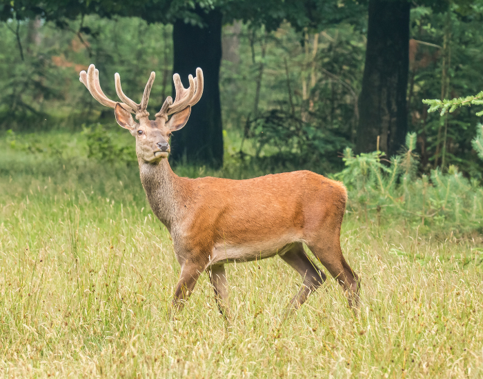 Animals of the United Kingdom: Wildlife Guide & Conservation Tips ...