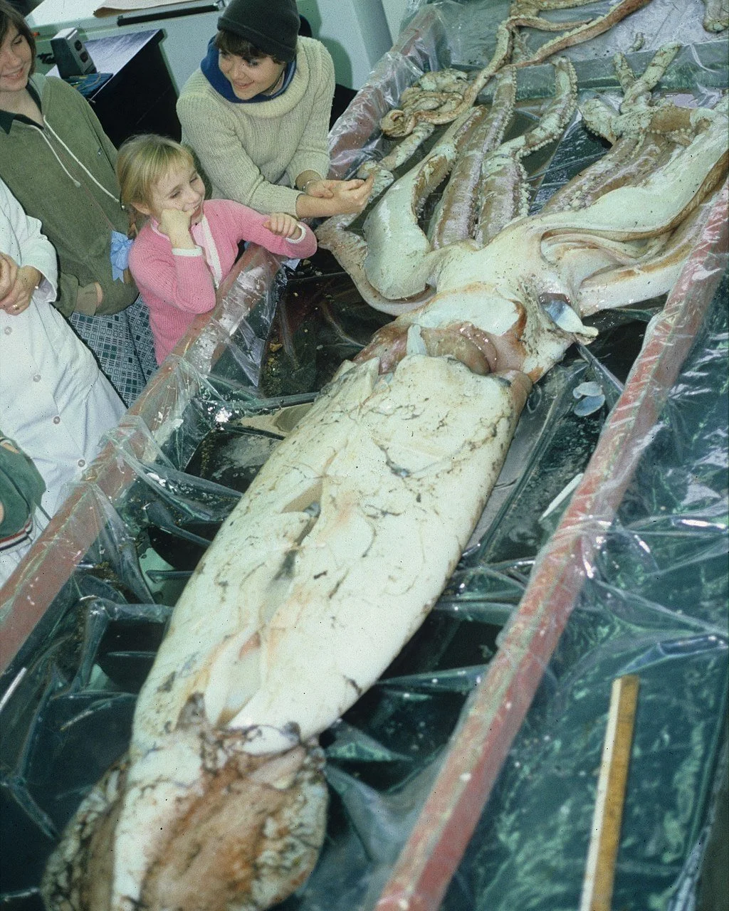 Giant Squid: 12 Fascinating Facts — Wildlife Nomads