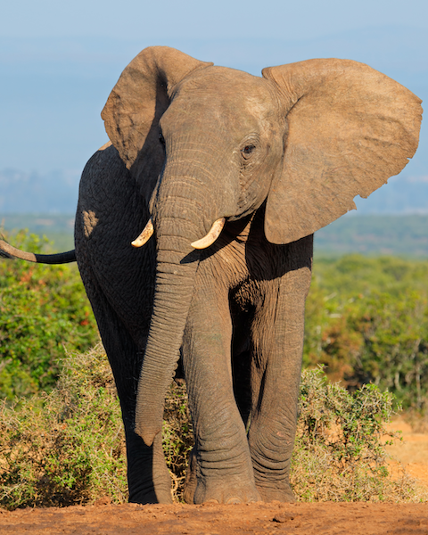 Wildlife Tanzania: Top 10 Iconic Animals to Discover — Wildlife Nomads