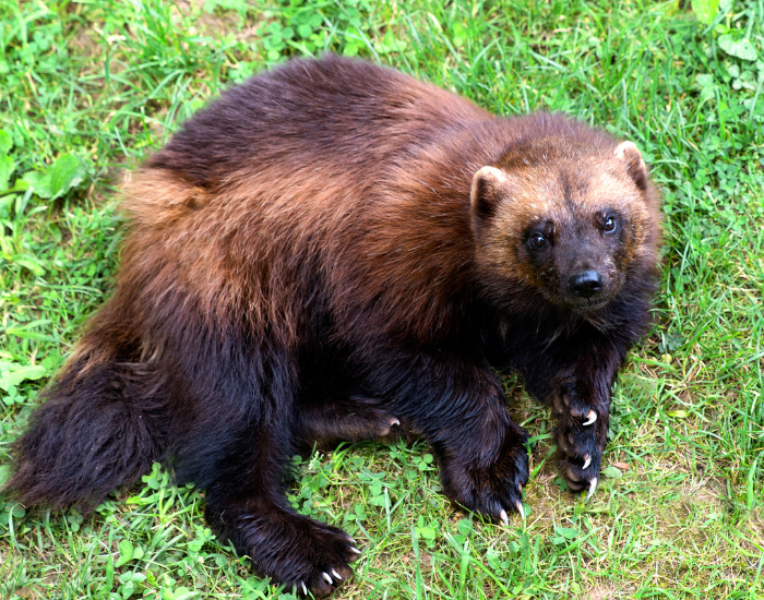Wolverines: 12 Wild Facts About Mammal — Wildlife Nomads