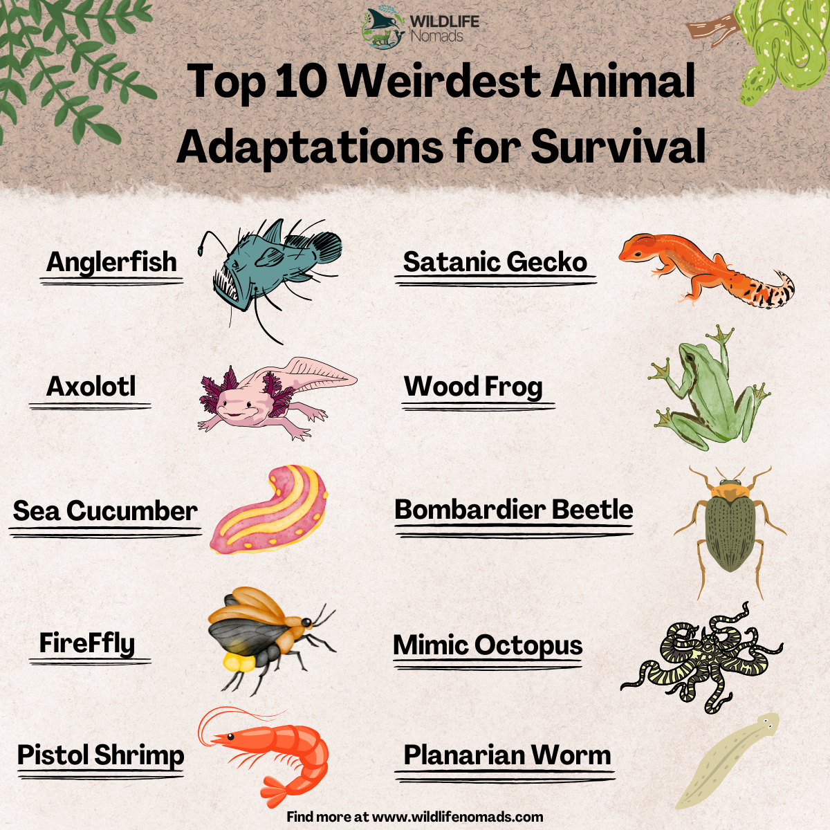 Unbelievably Amazing Examples Of Animal Adaptations Amazing Animal