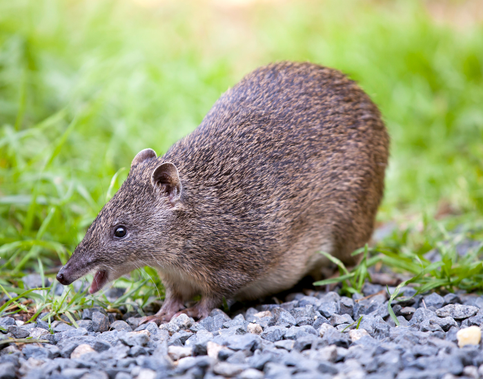 Marsupials: A Different Kind of Mammals — Wildlife Nomads