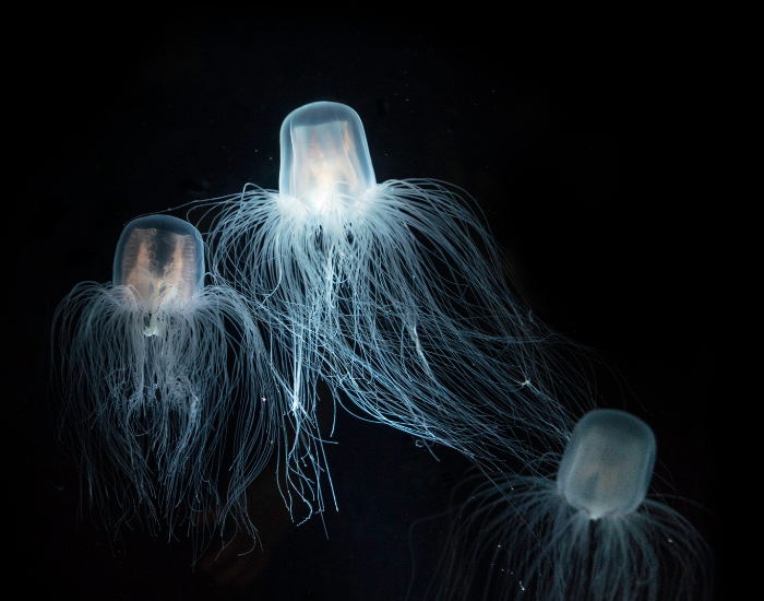 The 10 Most Dangerous Sea Animals: Survival in the Deep Ocean ...