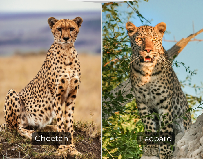 Differences Between Leopards and Cheetahs — Wildlife Nomads