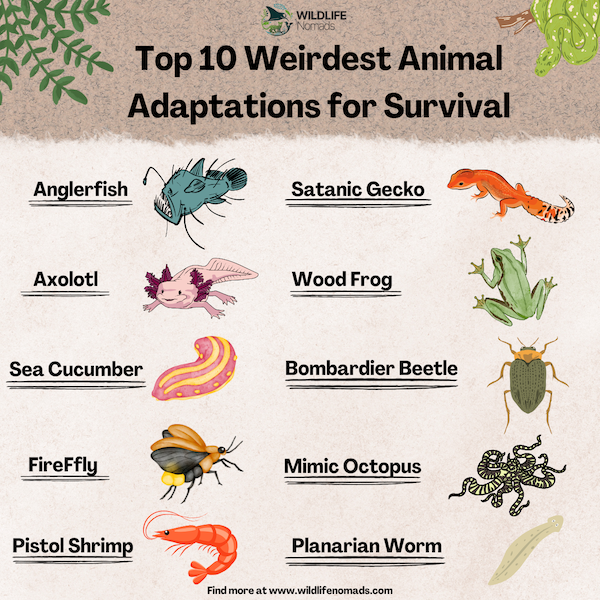 Top 10 Weirdest Animal Adaptations for Survival — Wildlife Nomads
