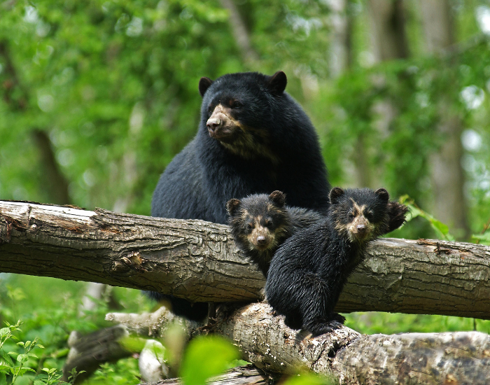 Spectacled Bears | 12 Amazing Facts — Wildlife Nomads