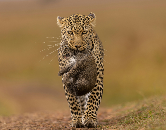 Differences Between Leopards and Cheetahs — Wildlife Nomads