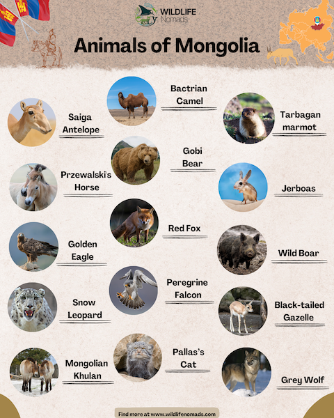 Animals of the Mongolian Gobi Desert — Wildlife Nomads