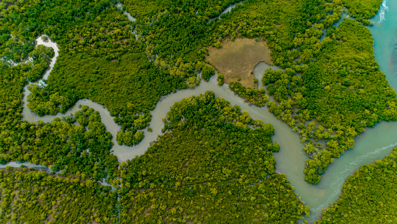Why Mangroves are important | A Lifeline for Coasts — Wildlife Nomads