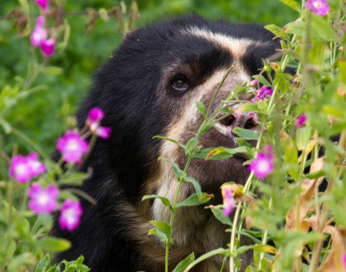 Spectacled Bears | 12 Amazing Facts — Wildlife Nomads