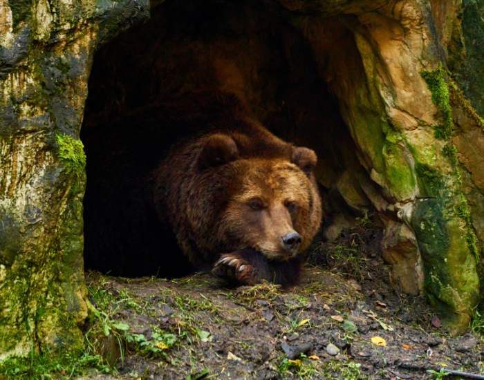 10 Animal Hibernators | What Is Hibernation? — Wildlife Nomads