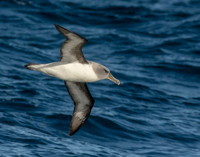 Fastest Birds in the World: Top 12 Record Holders — Wildlife Nomads
