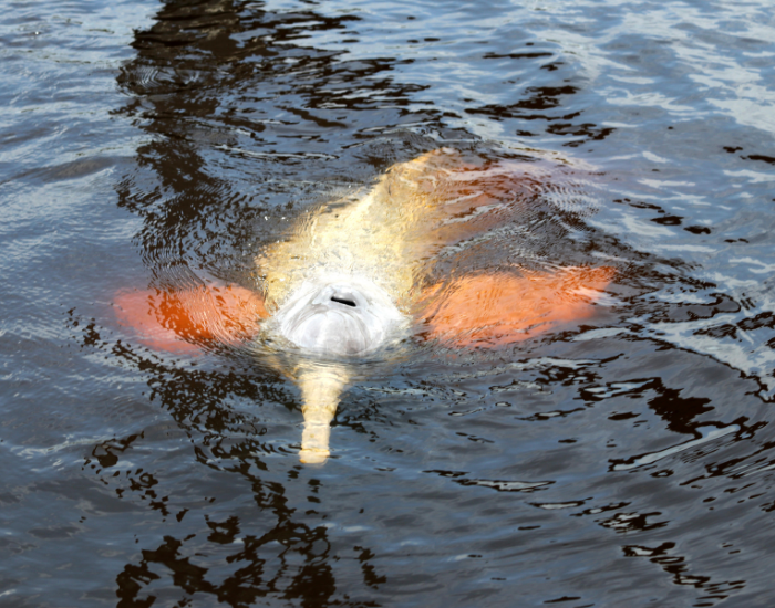 Amazon River Dolphins: 12 Fascinating Pink Facts — Wildlife Nomads