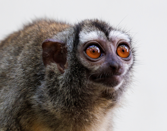 12 Amazing Nocturnal Animals: Night Creatures — Wildlife Nomads