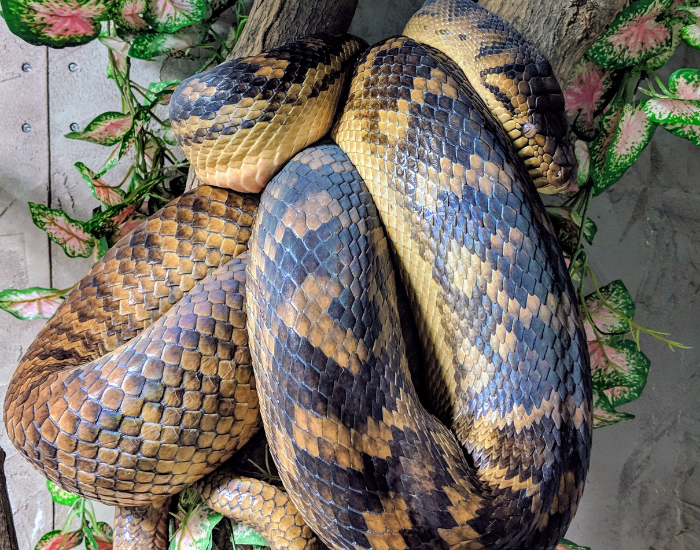 The Biggest Snakes in the World — Wildlife Nomads