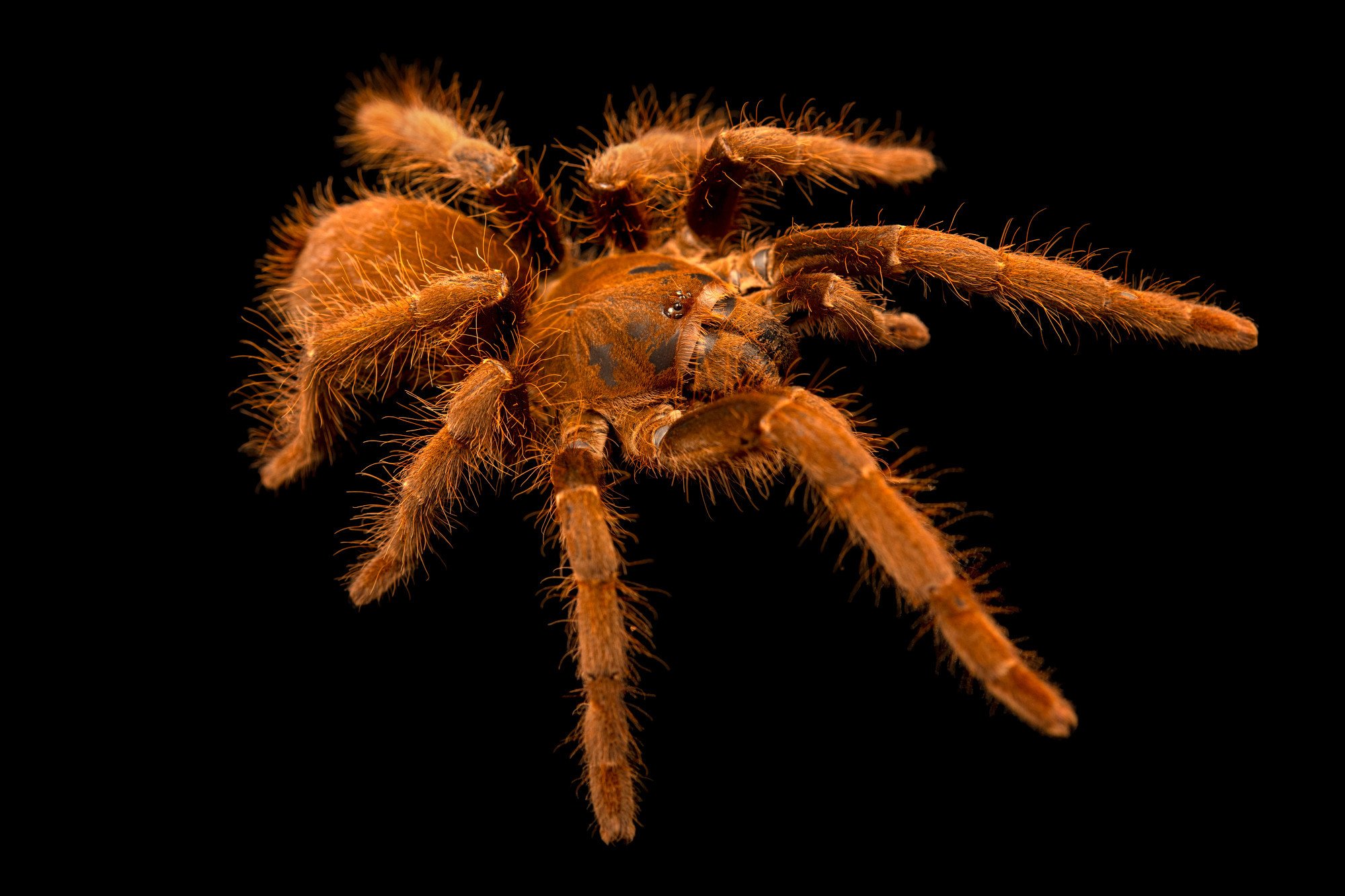 Top 10 Biggest Spiders in the World — Wildlife Nomads