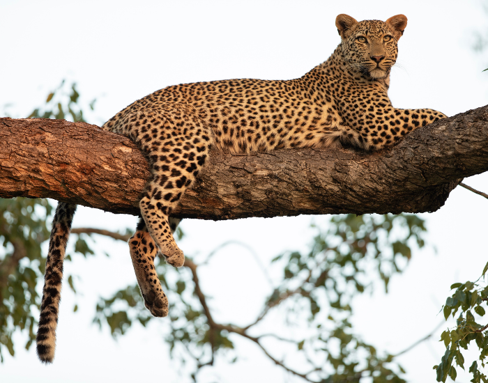 Animals of Kenya: Iconic Wildlife & Where to See Them — Wildlife Nomads