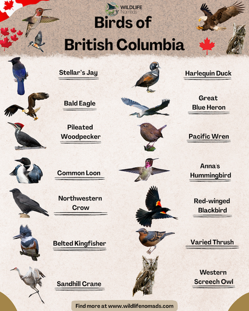 Birds of British Columbia: Birdwatching guide for BC — Wildlife Nomads