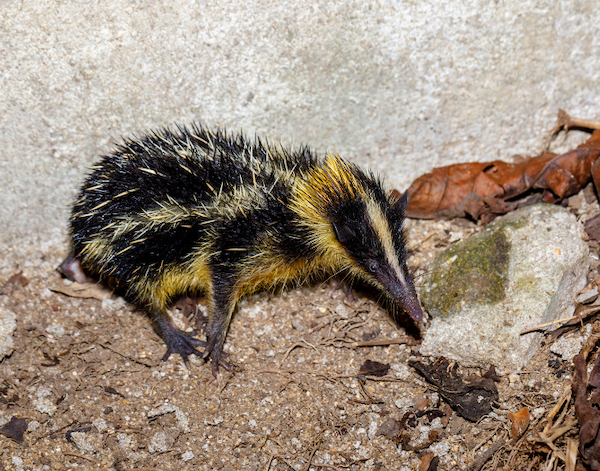 Wildlife of Madagascar: Discover the Island’s Iconic Animals — Wildlife ...