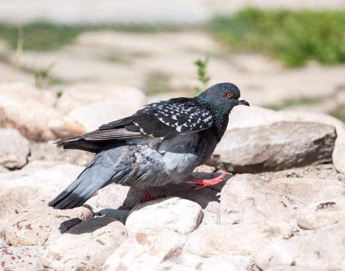 Fastest Birds in the World: Top 12 Record Holders — Wildlife Nomads