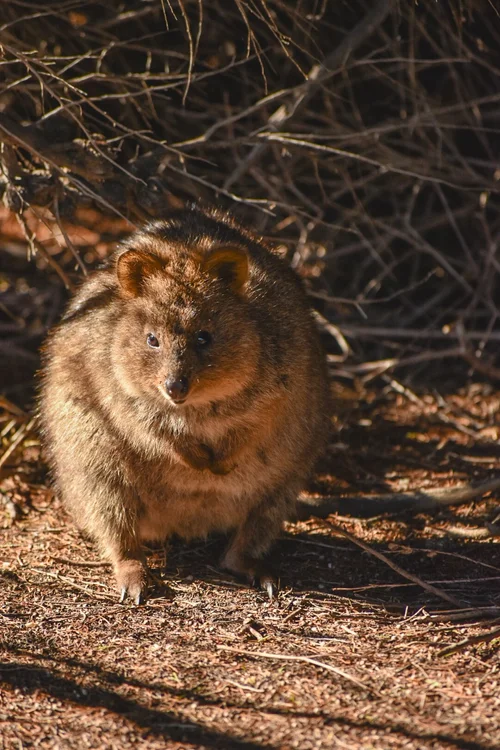 Animals Native to Australia: A Guide to its Unique Wildlife — Wildlife ...