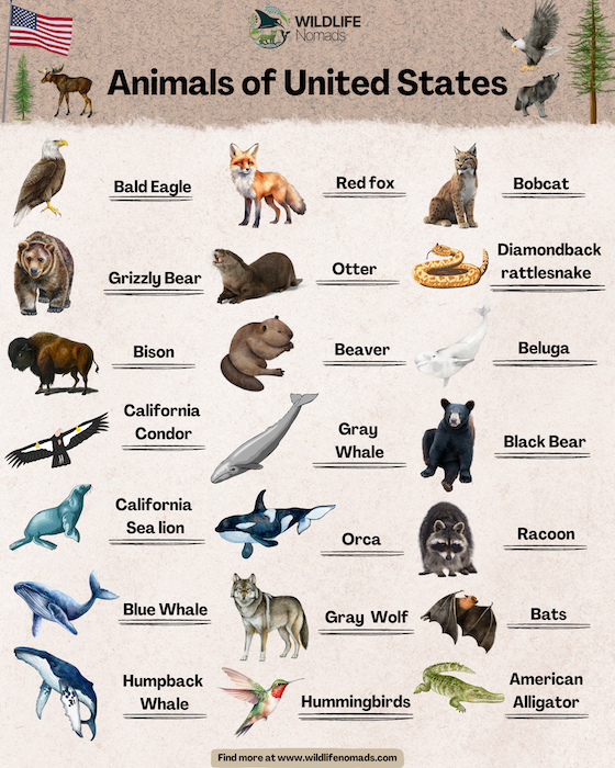 Animals of the United States: 10 Iconic Species — Wildlife Nomads