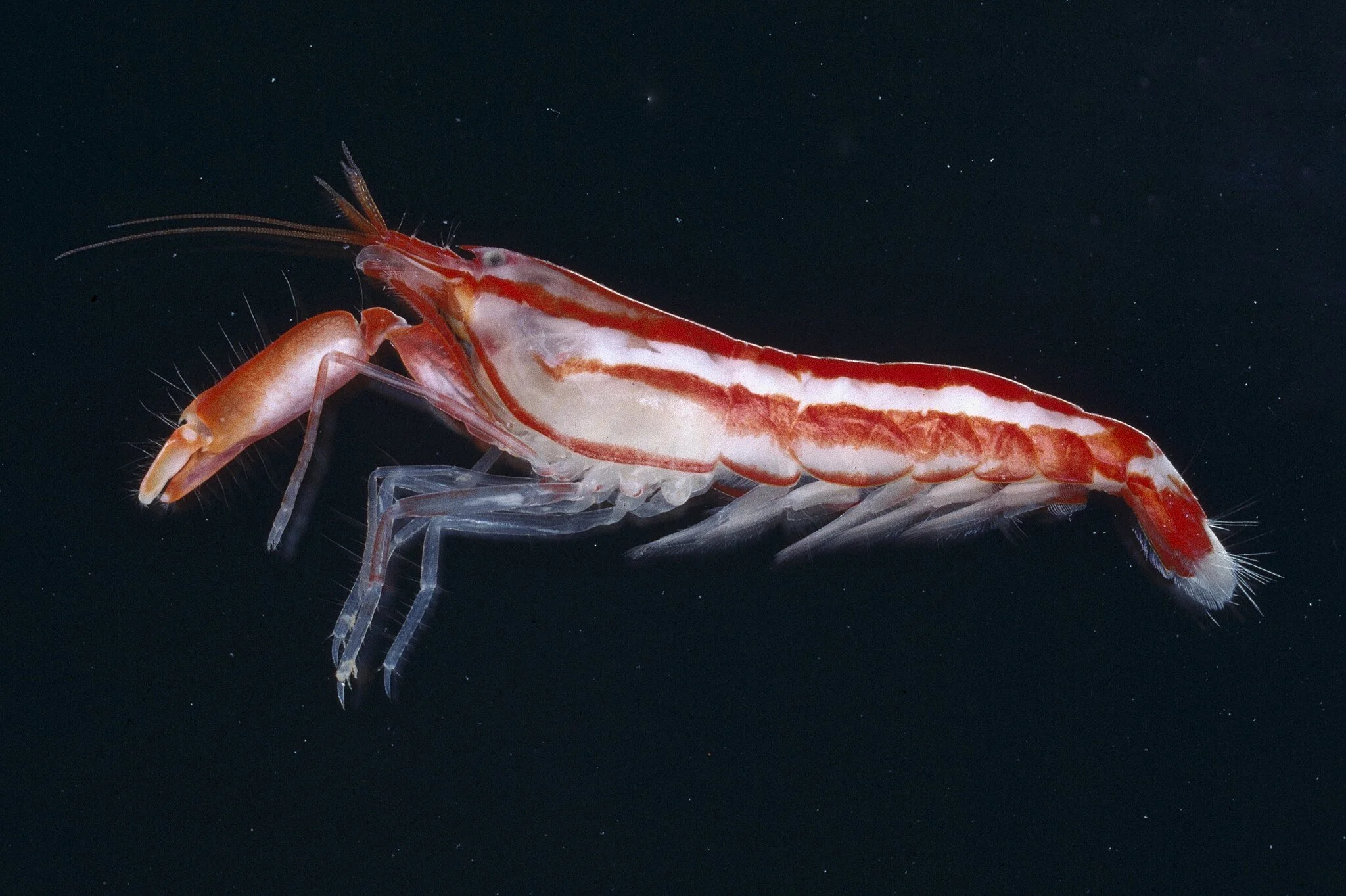 Top 10 Weirdest Animal Adaptations for Survival — Wildlife Nomads