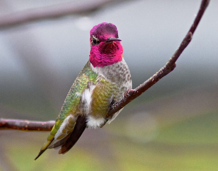 Birds of British Columbia: Birdwatching guide for BC — Wildlife Nomads