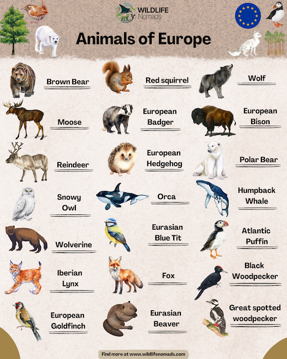 Discover the Wild Fauna of Europe — Wildlife Nomads
