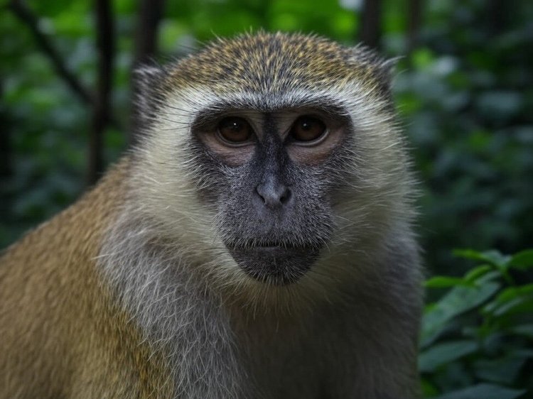 Wildlife Tanzania: Top 10 Iconic Animals to Discover — Wildlife Nomads