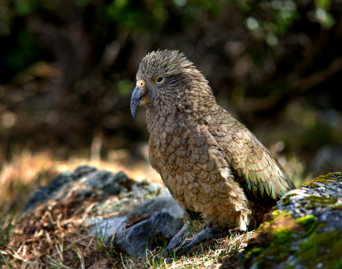 Animals of New Zealand: Wildlife You Need to See — Wildlife Nomads