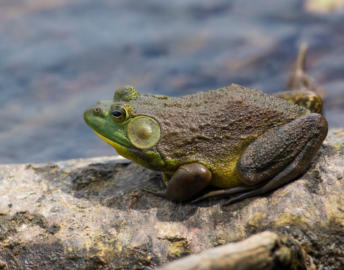 Top 15 Loudest Animals on Earth — Wildlife Nomads