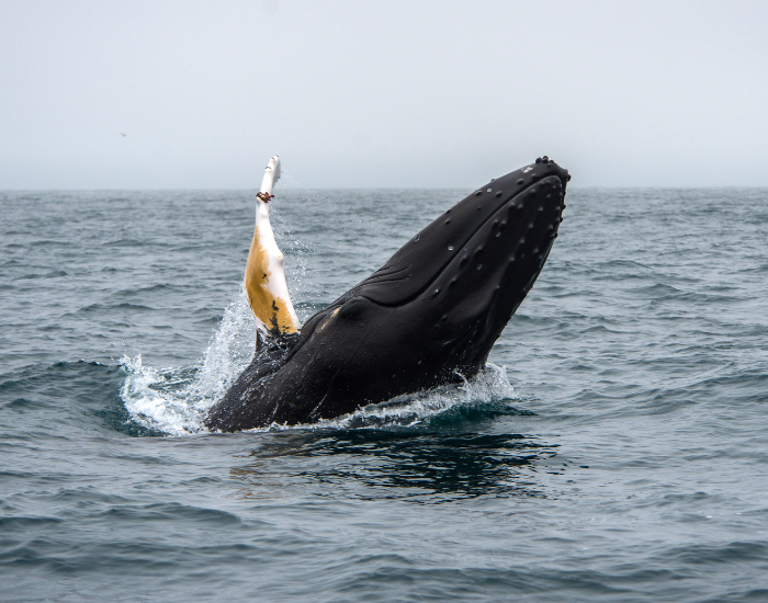 Best Places to Go Whale Watching Around the World — Wildlife Nomads