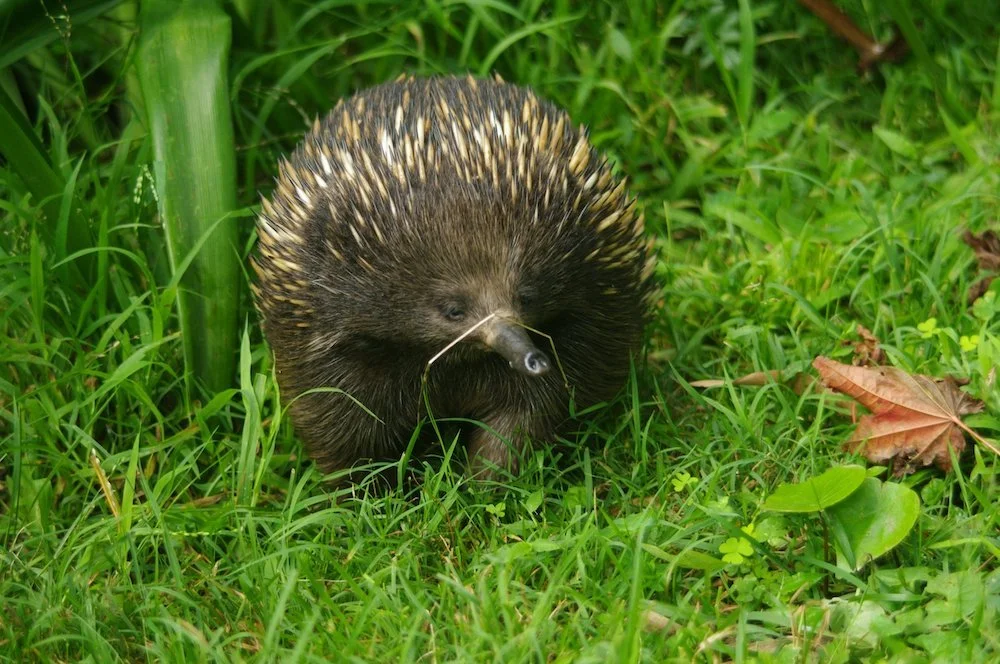 Animals Native to Australia: A Guide to its Unique Wildlife — Wildlife ...