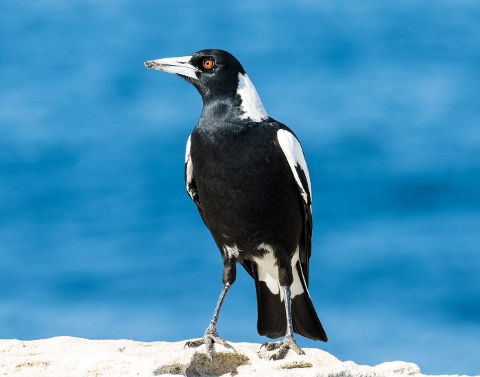 Native Birds of Australia: Iconic & Unique Species — Wildlife Nomads