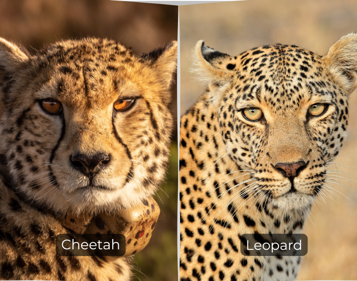 Differences Between Leopards and Cheetahs — Wildlife Nomads