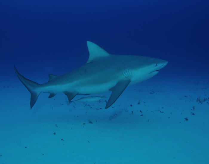 Bull Sharks: 12 Interesting Facts to Know Them Better — Wildlife Nomads
