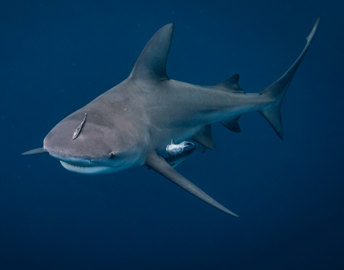 Bull Sharks: 12 Interesting Facts to Know Them Better — Wildlife Nomads
