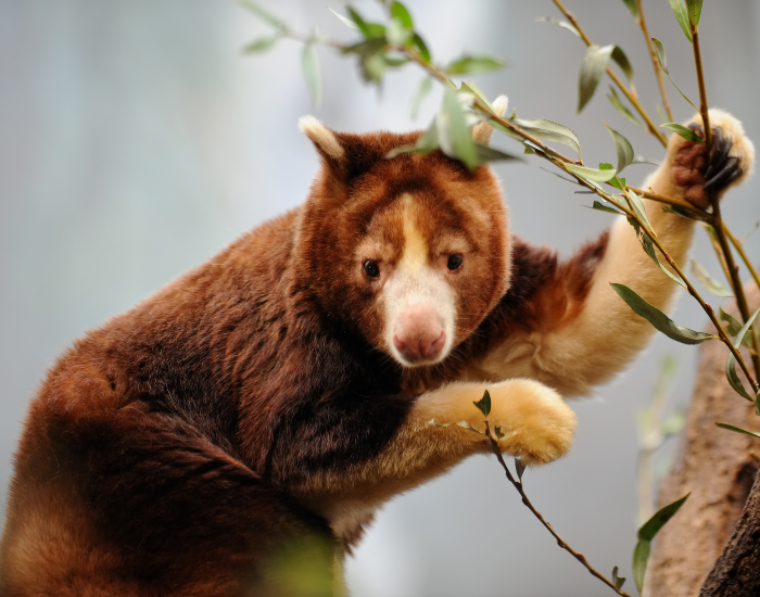 Marsupials: A Different Kind of Mammals — Wildlife Nomads