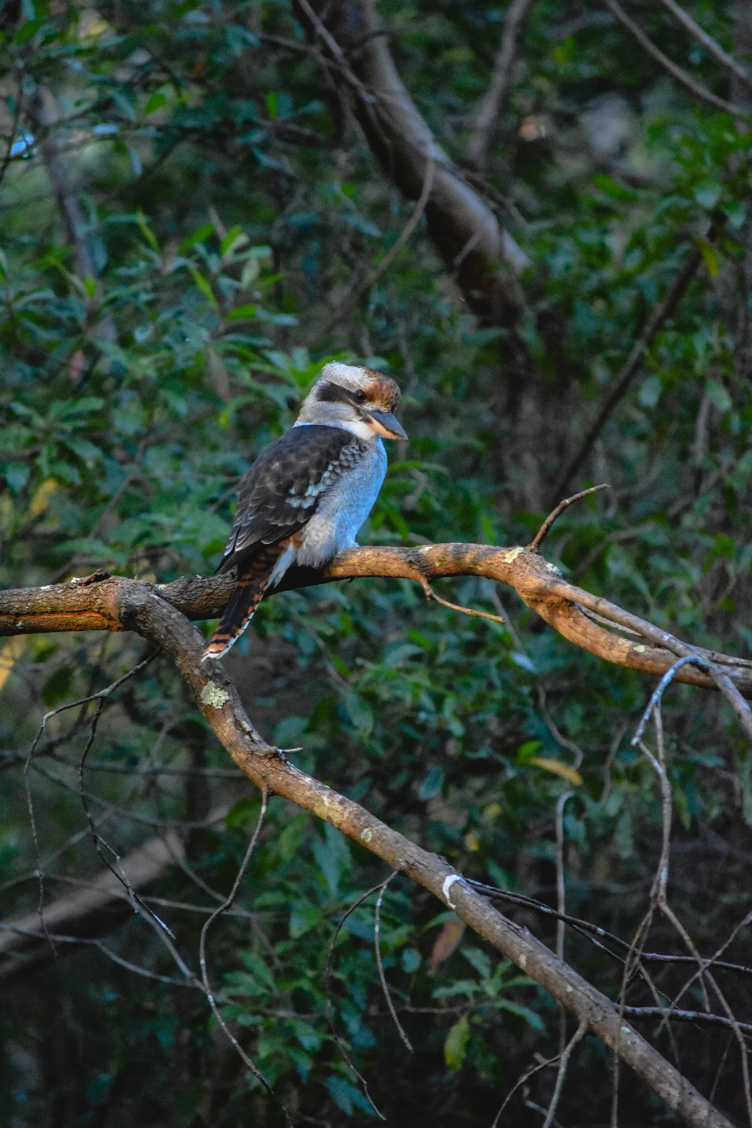 Wildlife Conservation Resources | Tools & Tips — Wildlife Nomads