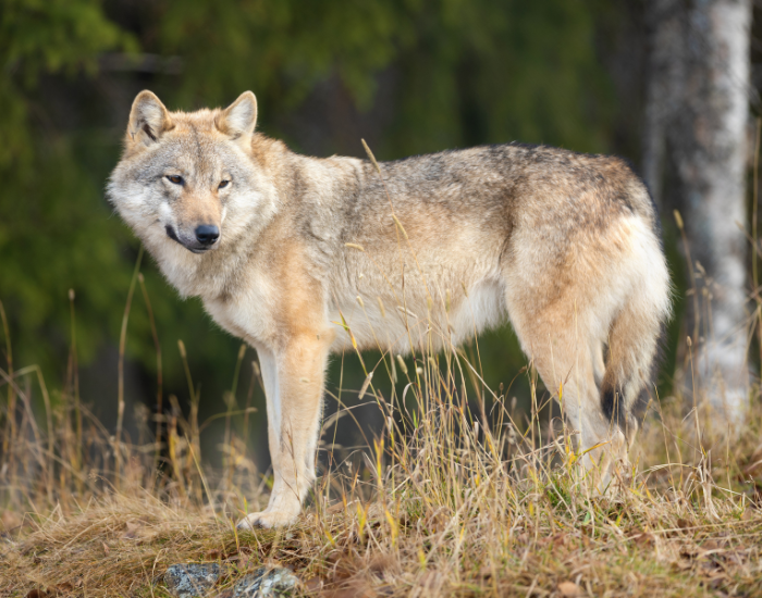 Animals of Canada: Iconic Canadian Wildlife — Wildlife Nomads