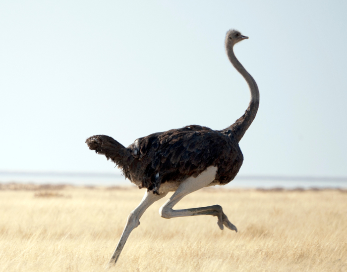 Meta Title: 12 Fascinating Ostrich Facts You Need to Know — Wildlife Nomads