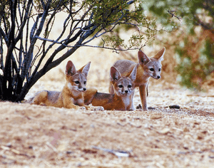 Animals of California: Iconic Wildlife & Where to See Them — Wildlife ...