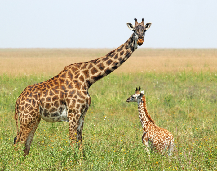 Top 12 Animals with the Longest Gestation — Wildlife Nomads