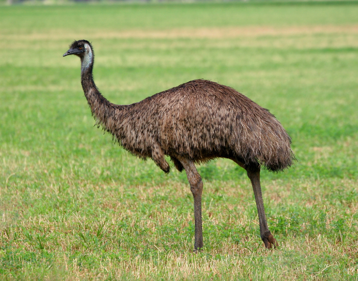 Native Birds of Australia: Iconic & Unique Species — Wildlife Nomads